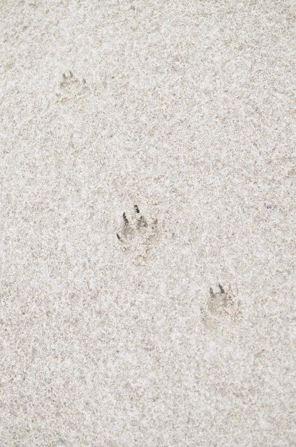 Dog Footprint on Sandy Beach Stock Photo - Image of print, foot: 31411394