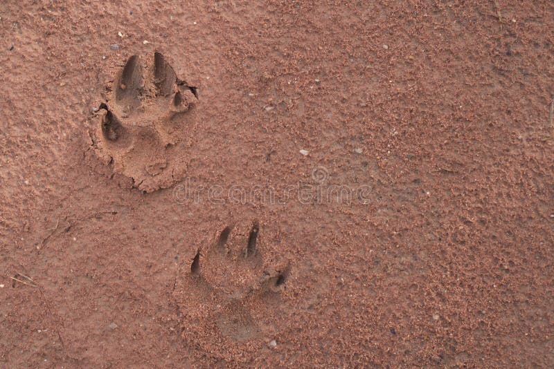 Dog footprints stock image. Image of nature, rural, path - 89500711
