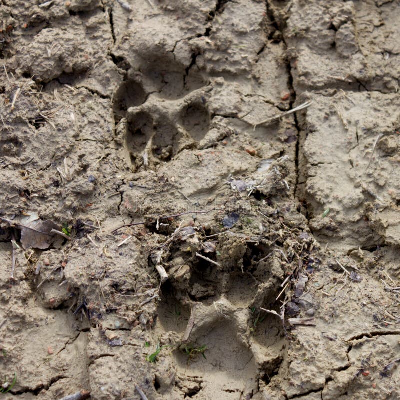 Dog Footprints Imprinted in the Mud Stock Photo - Image of imprint ...
