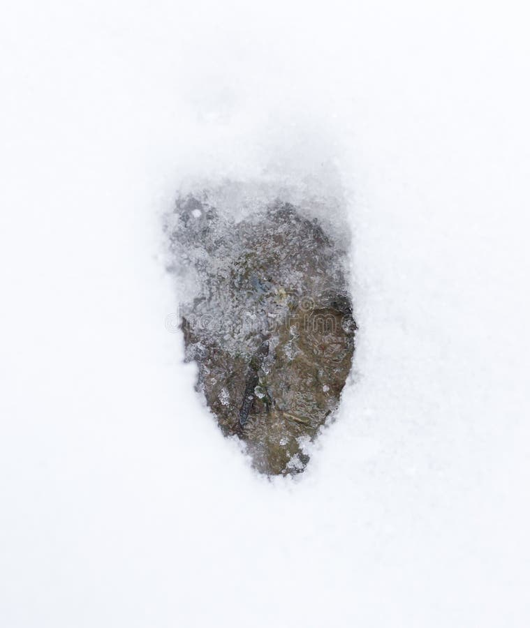 Dog Footprints in the Snow on the Nature Stock Image - Image of ...