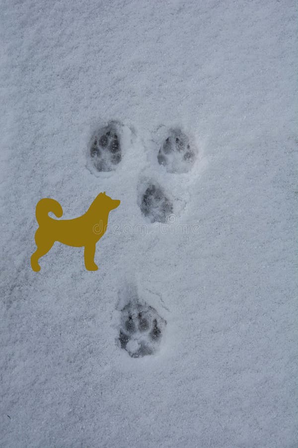 Dog footprints in the snow stock image. Image of footprint - 264867013