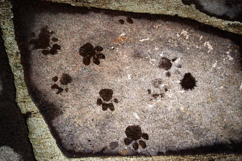 Flipper Footprints Stock Photos - Free & Royalty-Free Stock Photos from ...