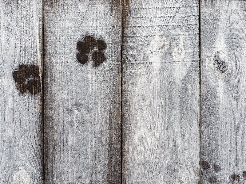 105 Happy Birthday Message Images Cat Stock Photos - Free & Royalty ...