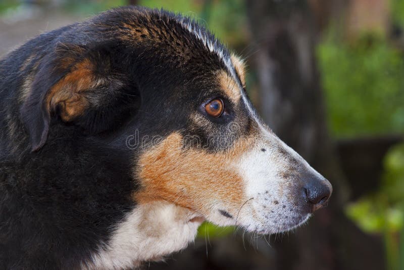 Dog foreground stock photo. Image of pedigree, pastor - 75648754