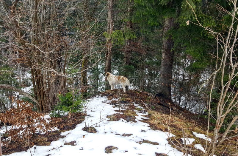 The dog in the forest stock image. Image of trail, forest - 205819845