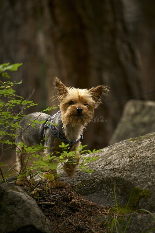 Dog in Forest stock photo. Image of silky, watching, leashed - 25957294
