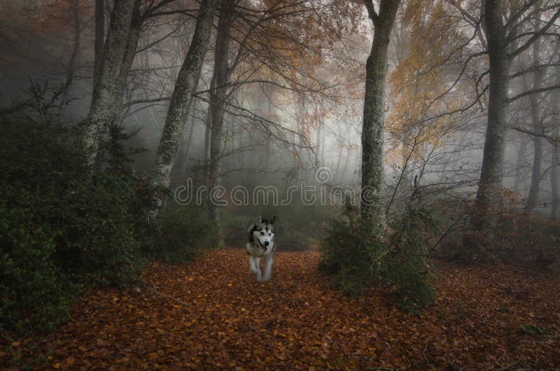 Dog in the forest stock image. Image of europe, hunter - 27894903
