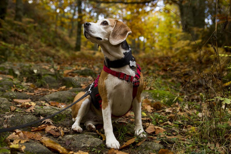 Dog in the forest stock image. Image of front, alert - 195733069