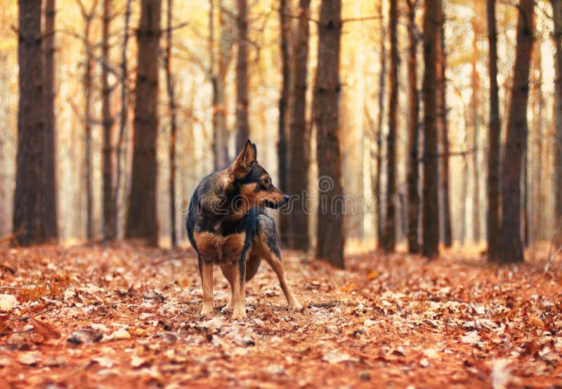 Dog in the forest stock photo. Image of life, evening - 37784326