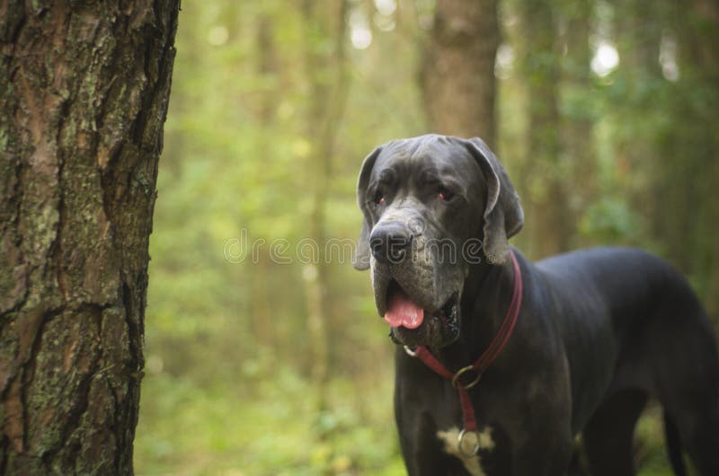 Dog in a forest stock photo. Image of coat, dane, great - 77093530