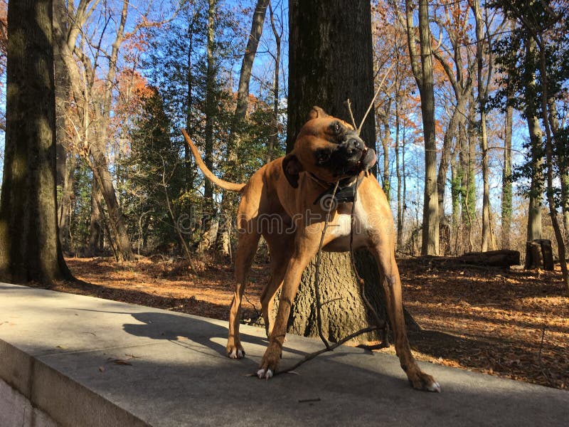 Dog in the Forest stock photo. Image of autumnal, head - 84671016