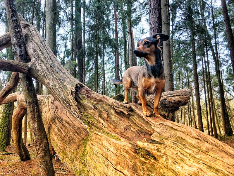 Dog in the forest stock image. Image of forest, doggy - 260990595