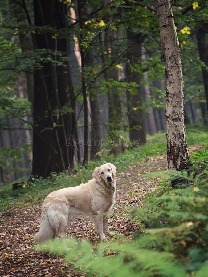 Dog in the forest stock photo. Image of happiness, family - 33454222