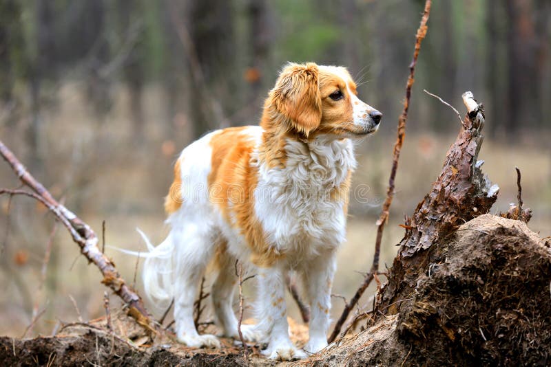 Dog in forest stock image. Image of garden, adorable - 68126845