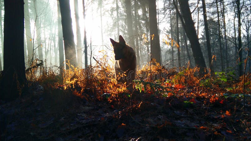 Dog in the forest stock photo. Image of walking, forest - 49512616