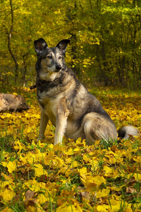 A dog in the forest stock photo. Image of outdoors, forest - 343703402