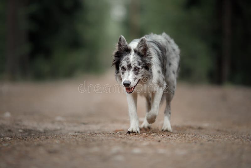 Dog Marble Border Collie at the Waterfall Stock Image - Image of ...