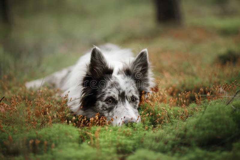 Dog Marble Border Collie at the Waterfall Stock Image - Image of ...