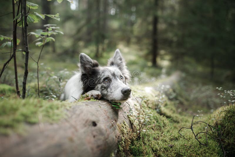 Dog in the Forest. Marble Border Collie in Nature Stock Image - Image ...