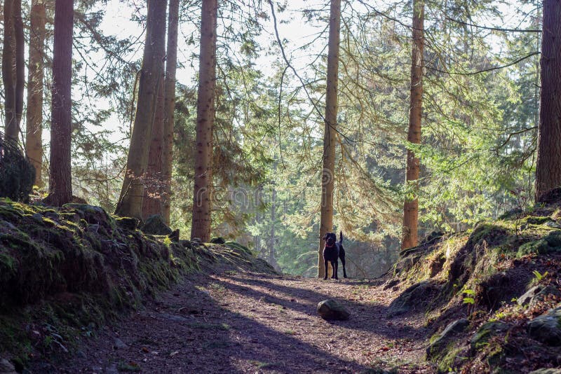 Dog on a Forest Path in Tyrebagger Woods Stock Image - Image of united ...