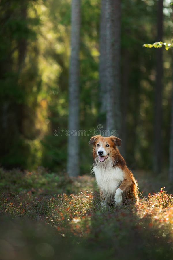 Dog in the Forest. Pet on the Nature. Red Border Collie Stock Photo ...