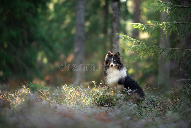 Dog in the Forest. Pet on the Nature Stock Photo - Image of green ...
