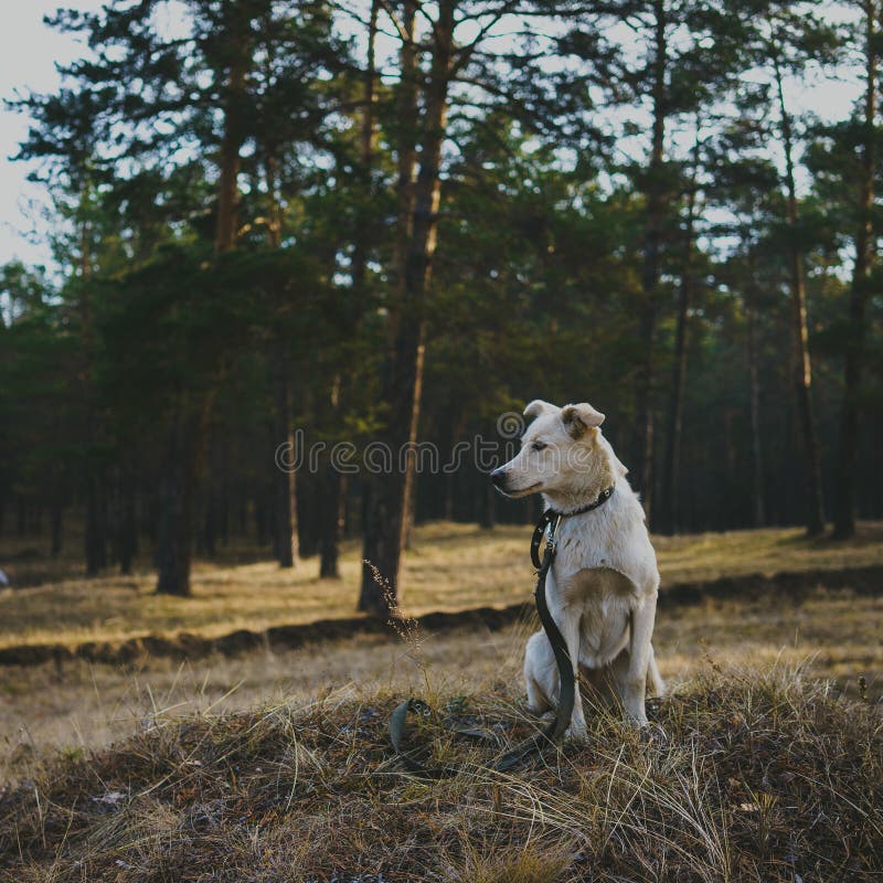 Dog in forest stock photo. Image of natural, lebanese - 69601832