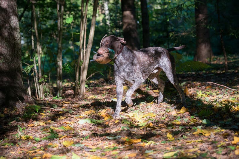 Dog in the Forest with Prey Stock Image - Image of male, cute: 157555031
