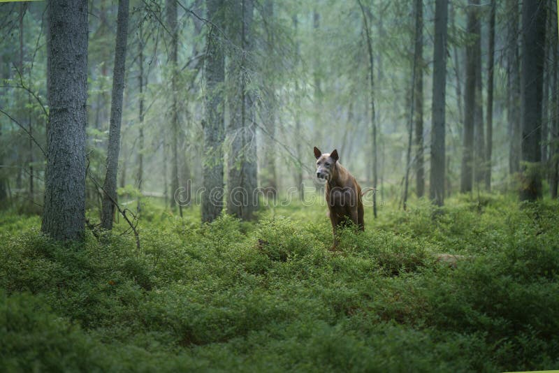 Dog in the Forest. Red-haired Thai Ridgeback in Nature. Stock Image ...