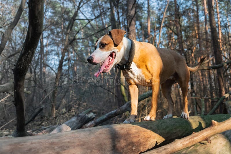Dog in the Forest Standing on a Log Stock Image - Image of outdoor ...