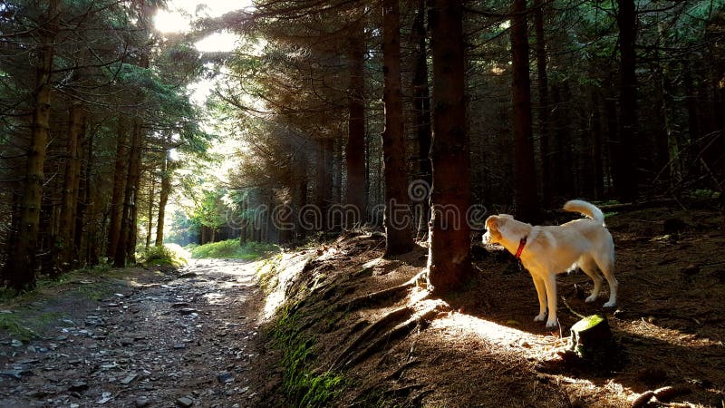 Dog in forest stock image. Image of woods, cute, rays - 107402101