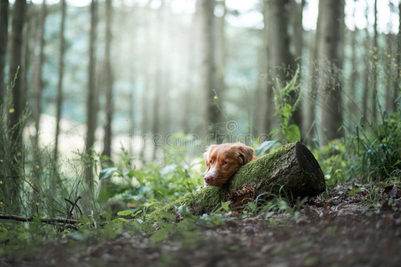 Dog in the Forest, Walk with a Pets. Spring Mood Stock Image - Image of ...