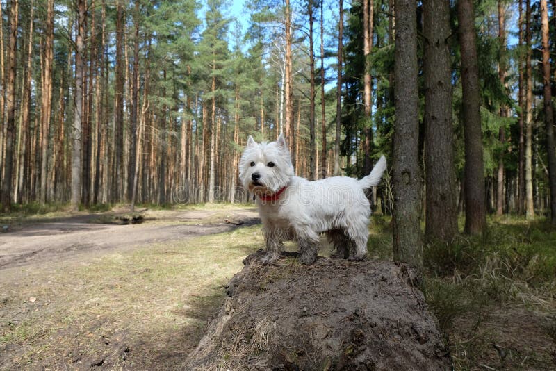 Dog in the forest. stock photo. Image of green, mammal - 92345222