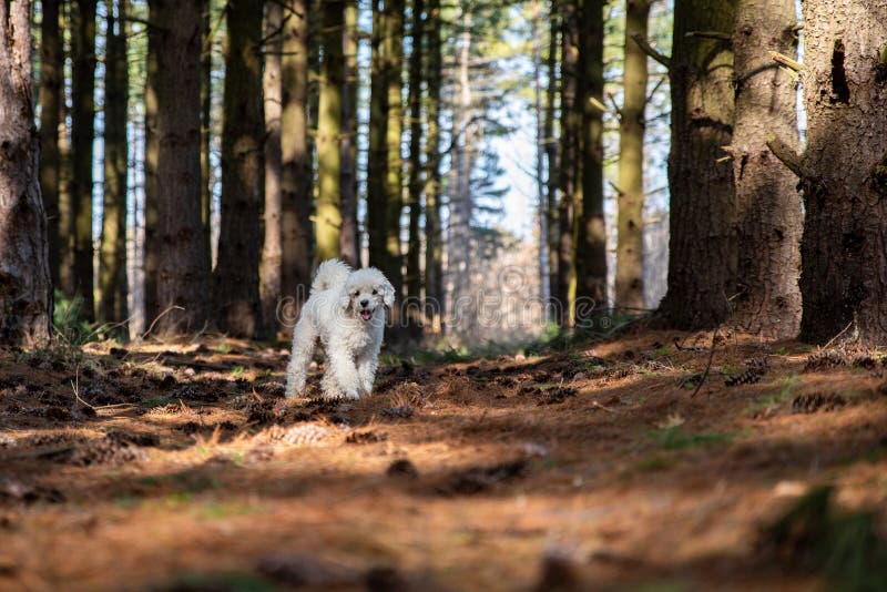 Dog in the forest stock image. Image of royal, forest - 213073645