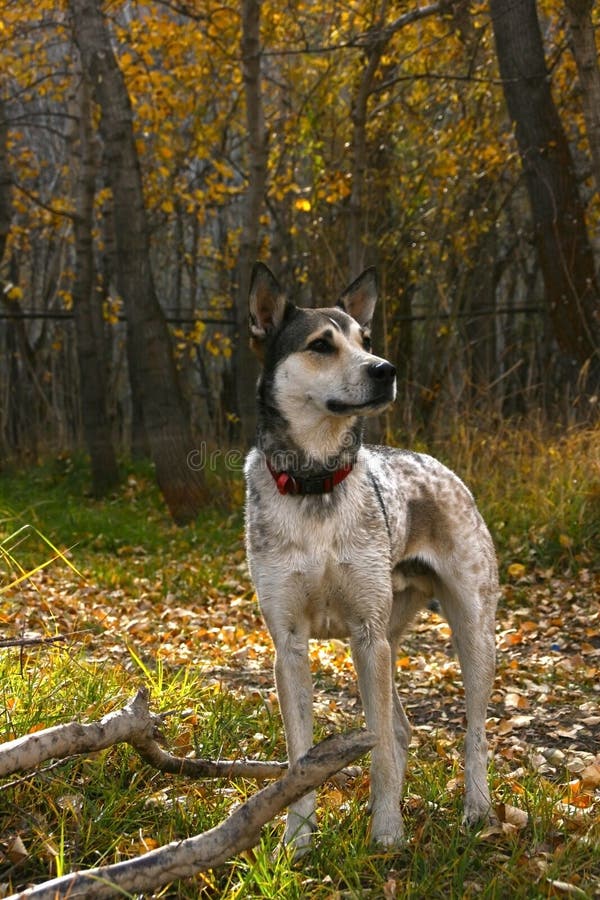 Dog in the Forest. Young Domestic Stock Photo - Image of canine ...