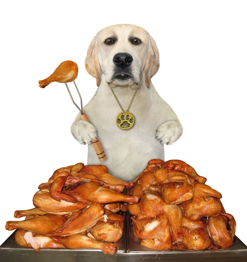 Dog Eats Heap of Fried Meat Stock Photo - Image of metal, animal: 196359384