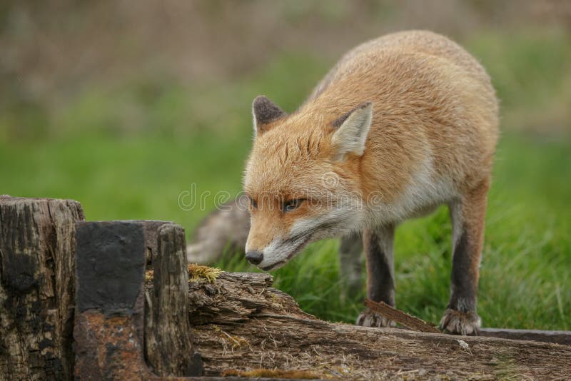 Dog fox nosing around stock image. Image of beauty, hunt - 72801013