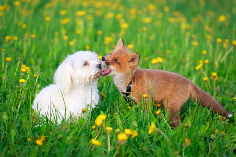 833 Prairie Fox Stock Photos - Free & Royalty-Free Stock Photos from ...