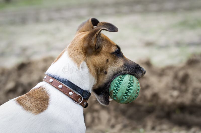The Dog Fox Terrier Playing with a Rubber Ball Stock Photo - Image of ...