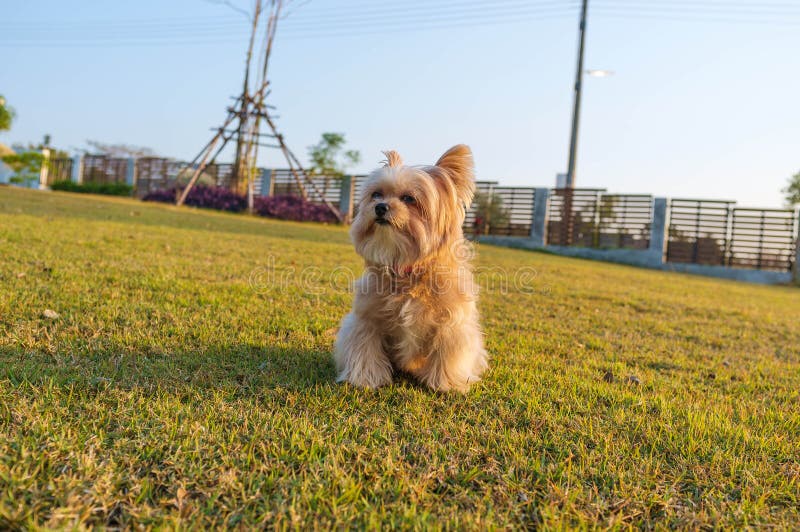 Dog with Freedom stock image. Image of natural, domestic - 44980645