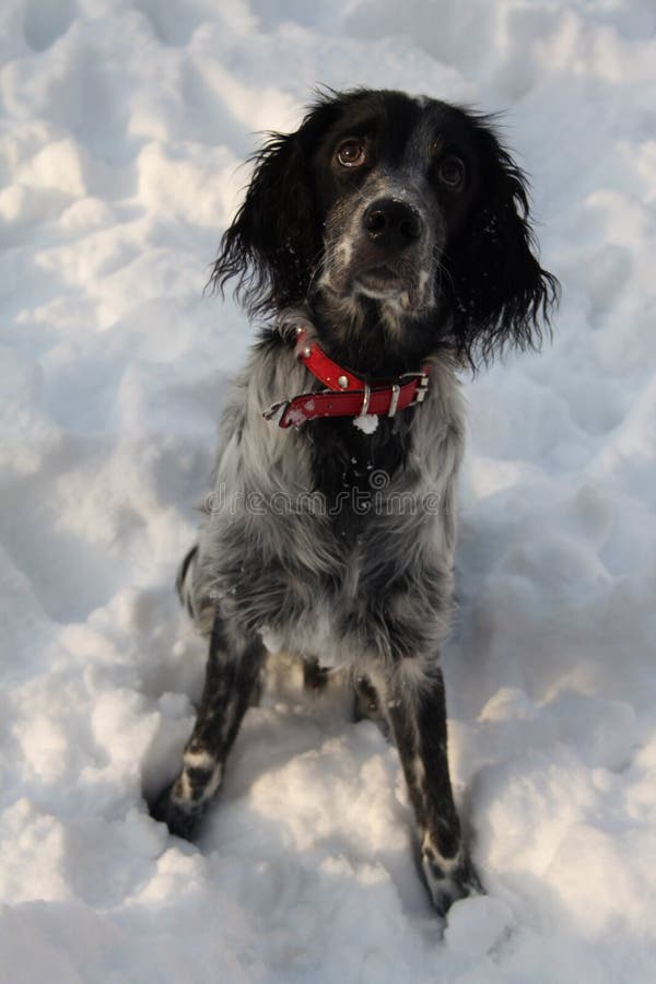 A Dog Freezing and Playing in a Snow Stock Photo - Image of freezing ...