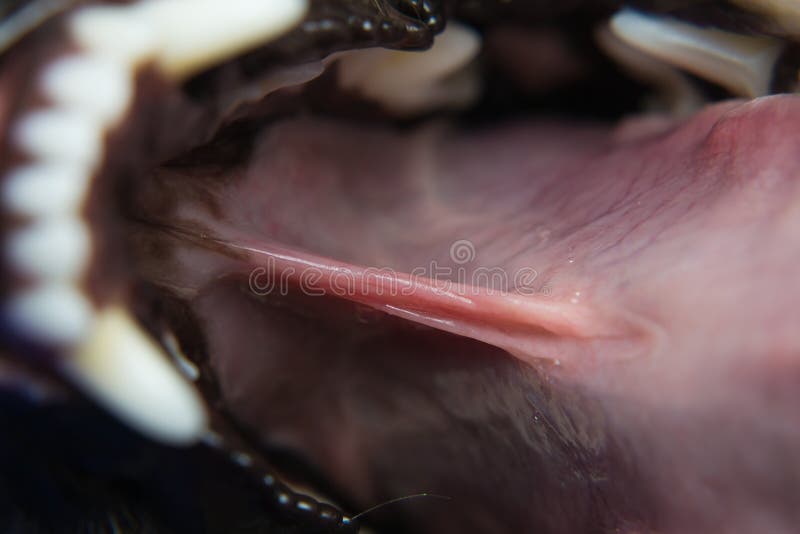 Dog frenulum close-up stock image. Image of opened, animal - 210293083