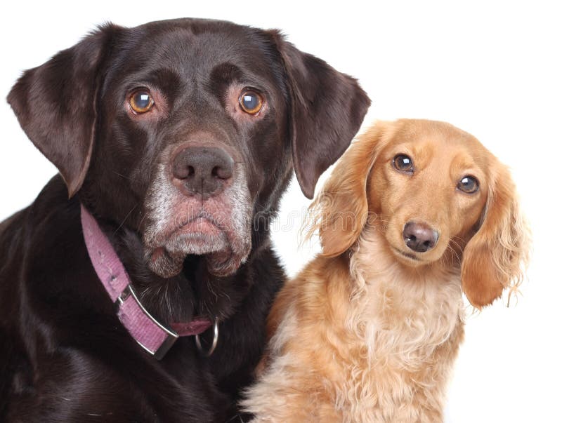 Dog friends stock photo. Image of labrador, dogs, retriever - 11615252