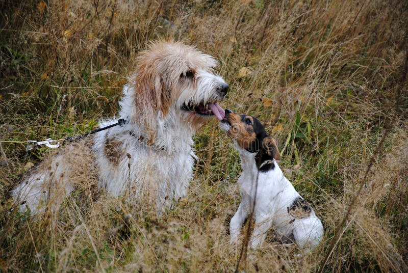 Dog friends stock image. Image of field, long, autumn - 11901537