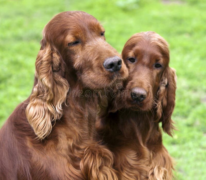 Dog friends stock photo. Image of furry, couple, cute - 58859992