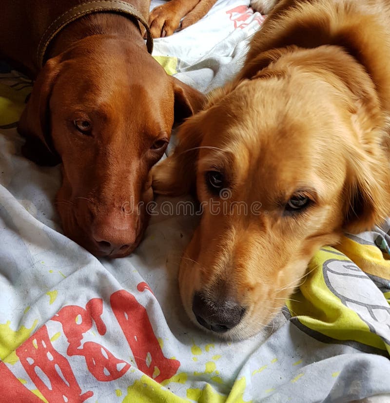 Dog Friends Pals Young Sharing Bed Stock Photo - Image of young ...