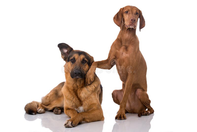 Dog friends stock image. Image of witty, purebred, animal - 65321001