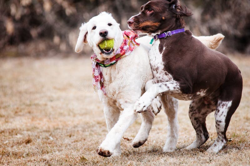 Dog Friends stock image. Image of spaniel, energy, dogs - 52801327