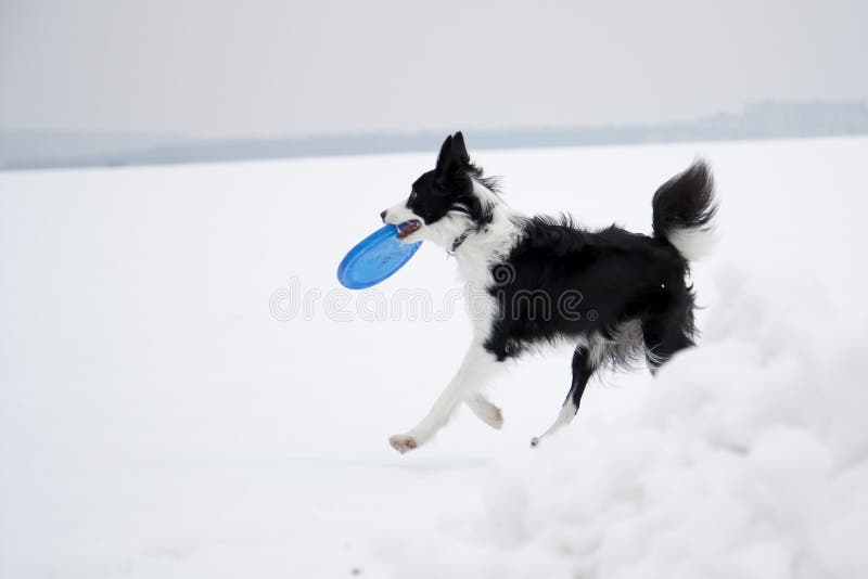 Dog and frisbee stock photo. Image of snow, ball, white - 12673168
