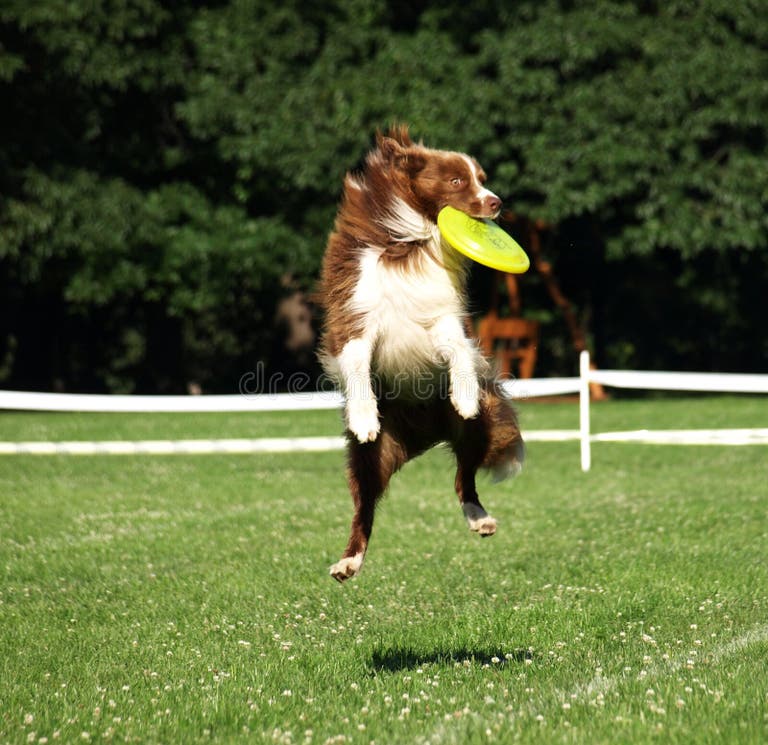 Dog frisbee stock photo. Image of frisbee, pets, lifestyle - 5896406